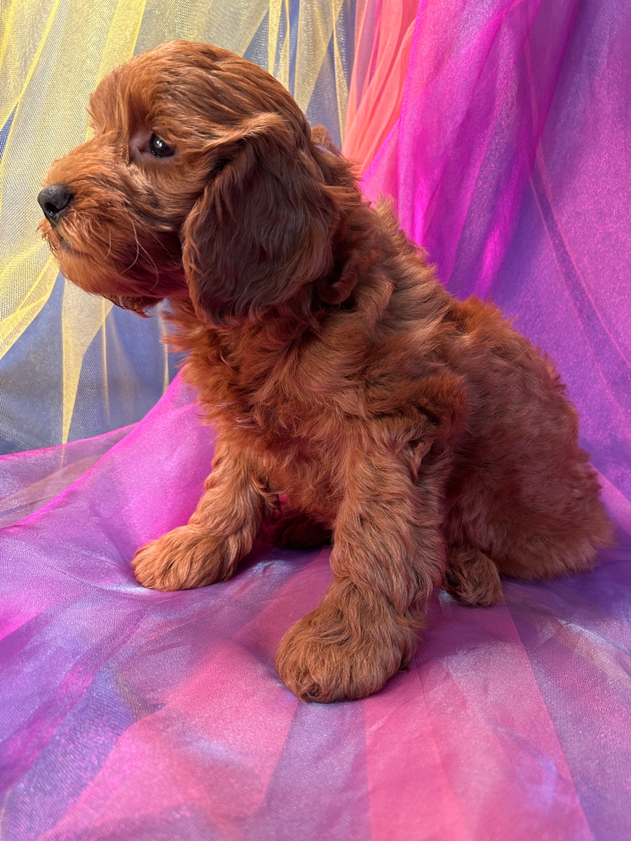 Iowa and Minnesota Breeders, Dark Red Miniature Bernedoodles fpr Sale