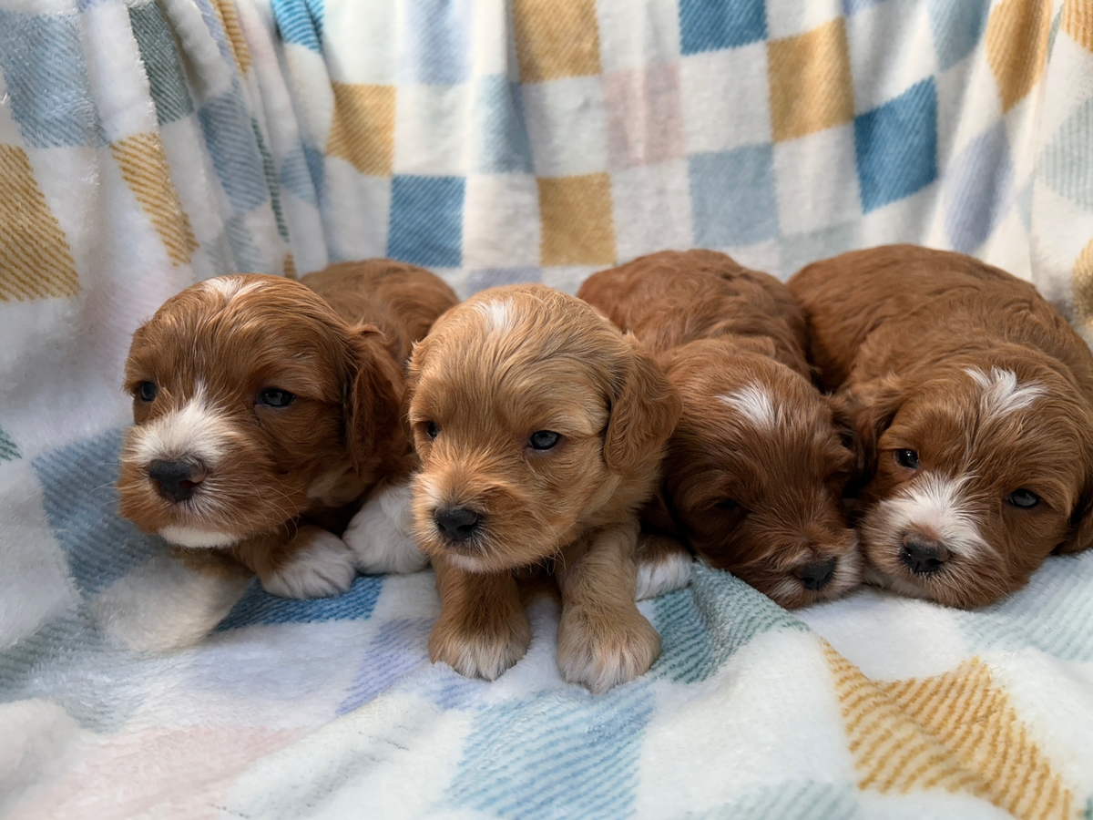 Top Breeders in Iowa, Cockapoos