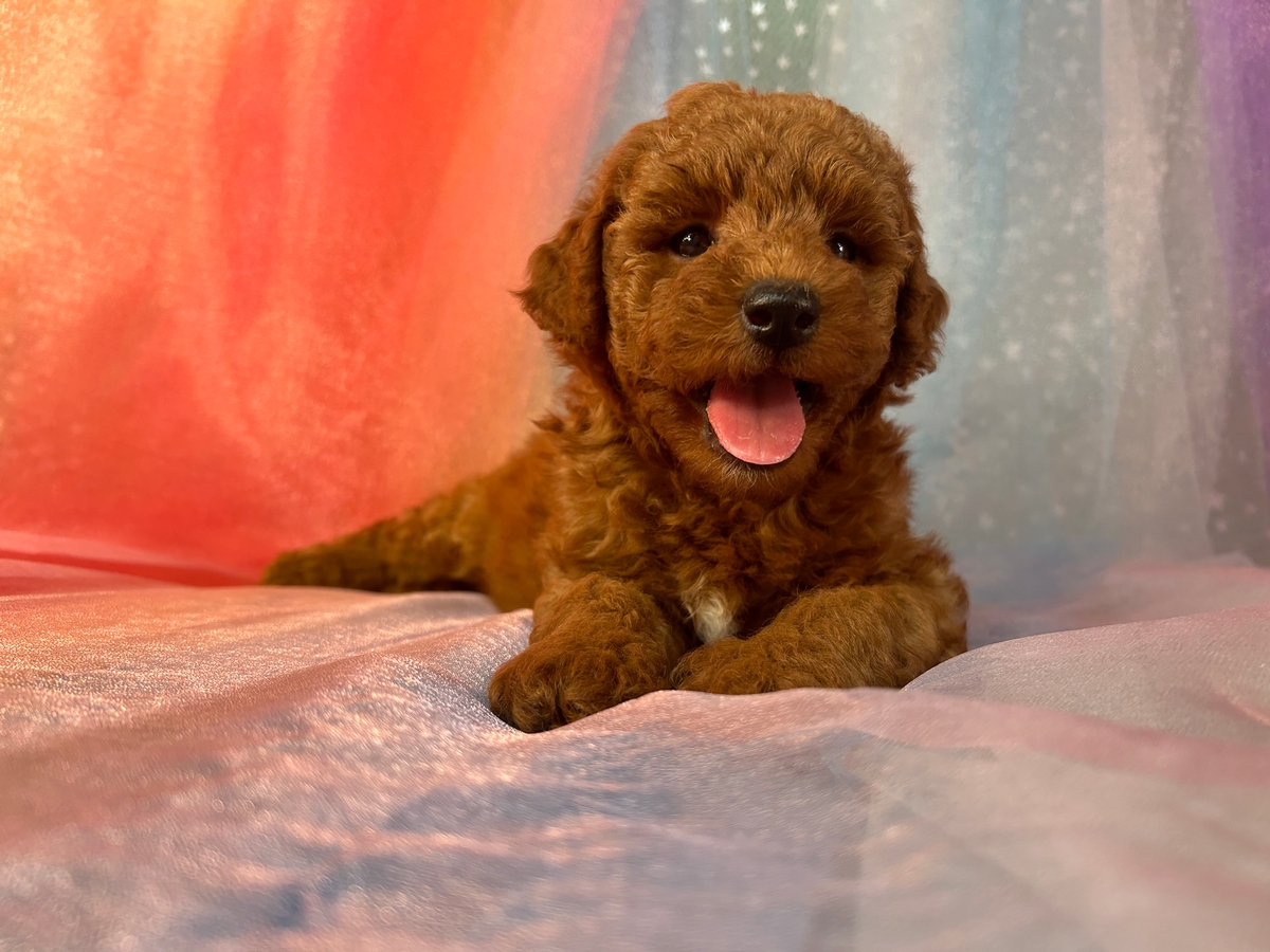 Dark Red Mini Bernedoodles with White Markings for Sale