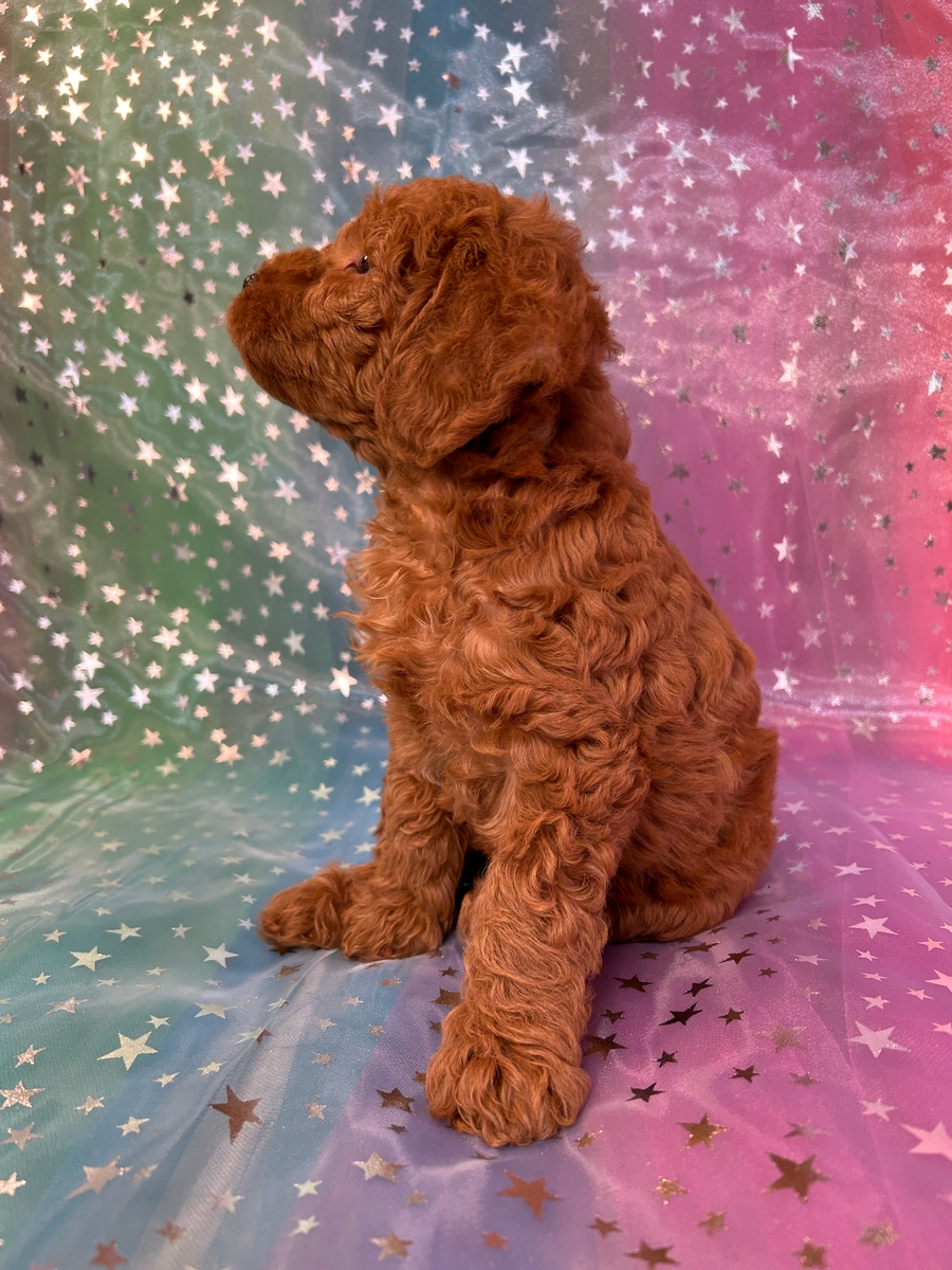 Dark Red Miniature Schnoodle for Sale