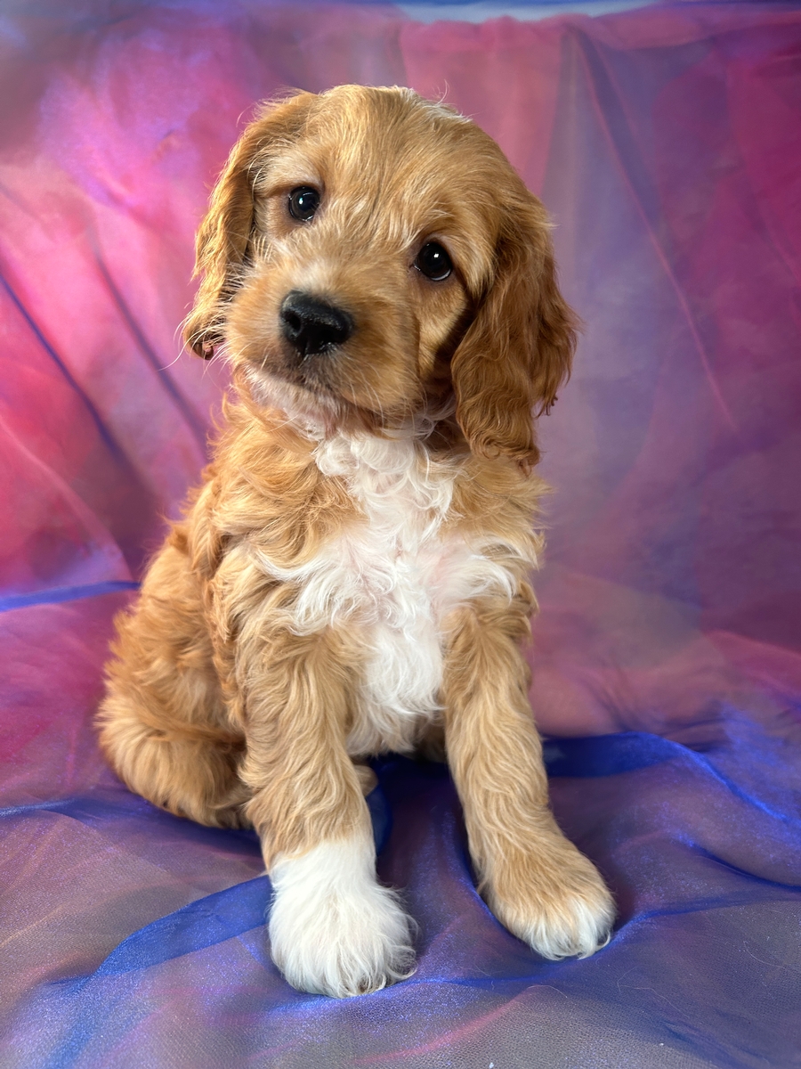 Professional Cockapoo Breeder, Puppies Ready Now! Iowa and Minnesota!