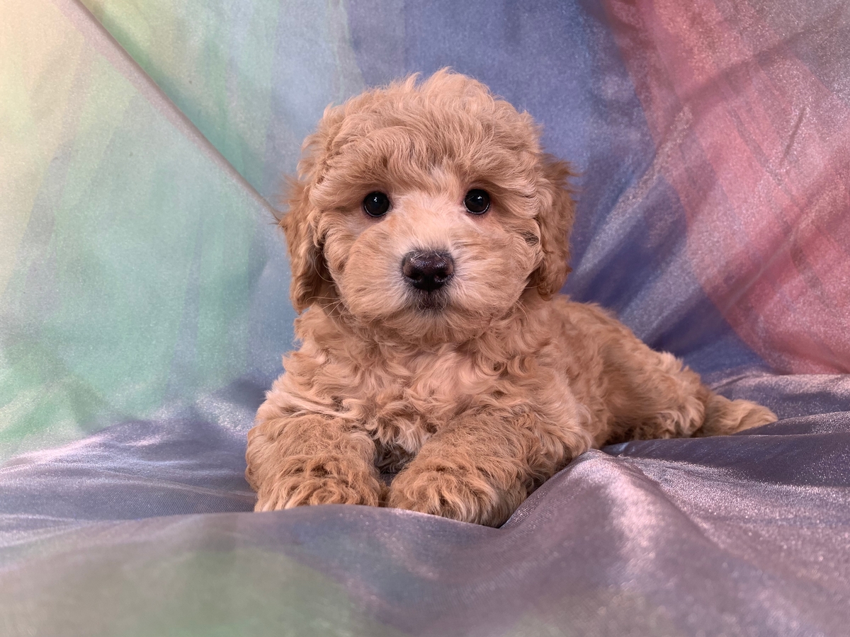 F1b Mini Schnoodle Puppy for Sale