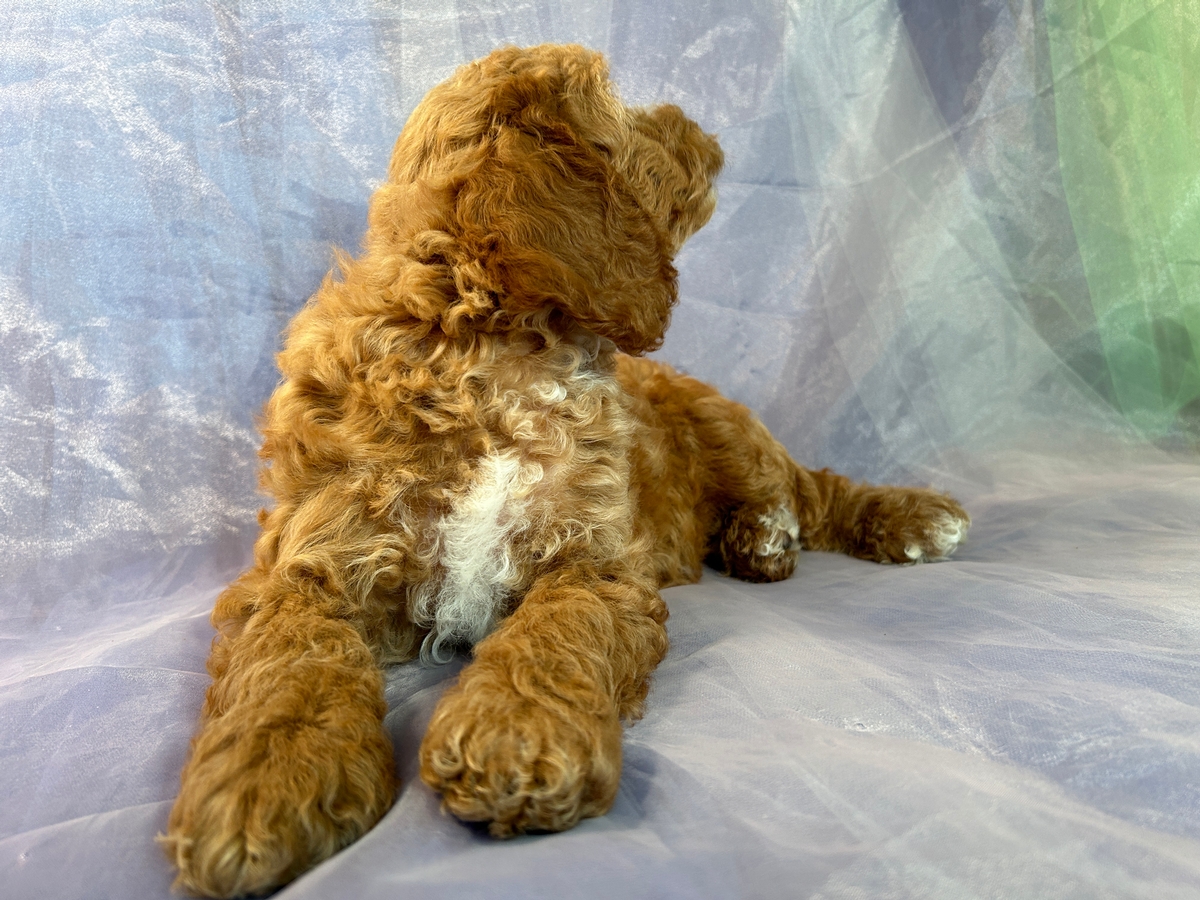 Professionally Bred Bichon Poodle Puppies for Sale