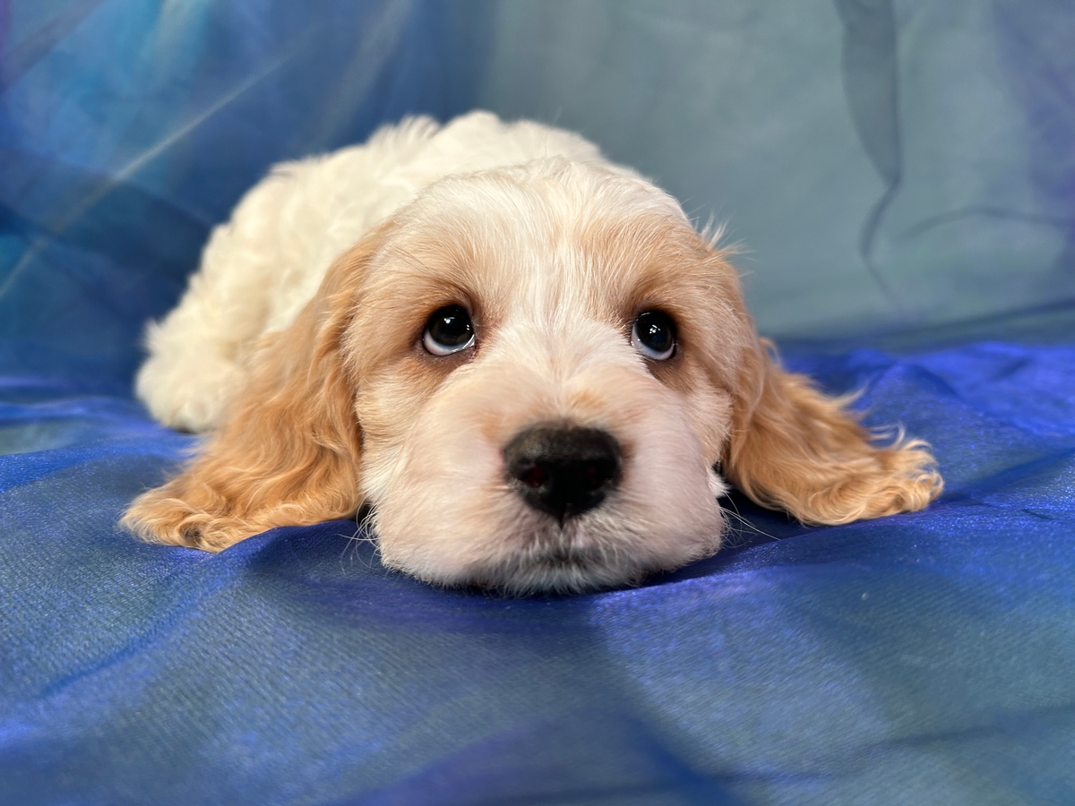 Professional Cockapoo Breeder