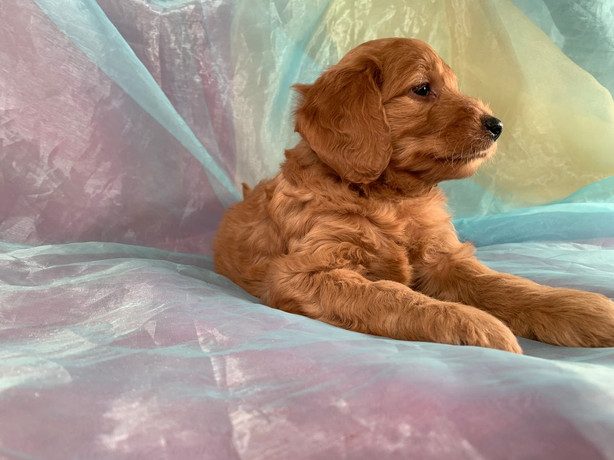 Iowa's Top Dog Breeder|Mini Goldendoodles|Reds, Apricots,Tans,Coppers ...