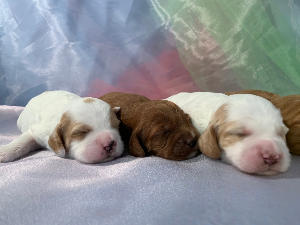 Cockapoo Puppies for Sale | Cockapoo Breeder in Iowa