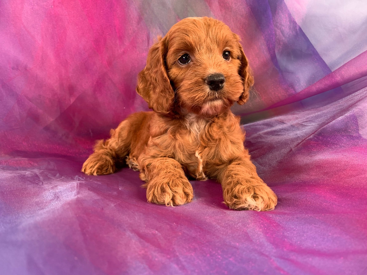 Eight Week Old Dark Red Female Cockapoo Puppies For Sale