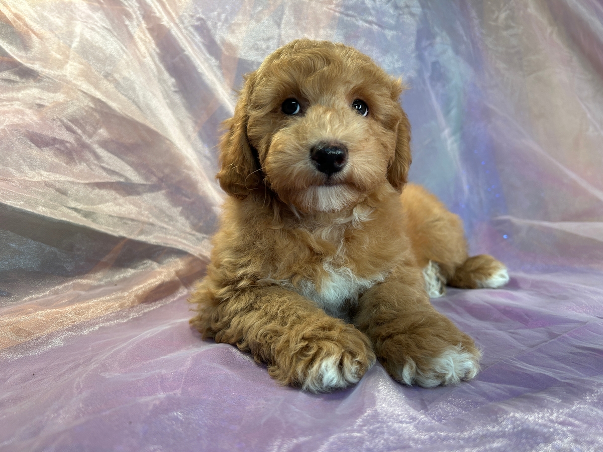 Red F1b Schnoodle Puppy for Sale with White Markings