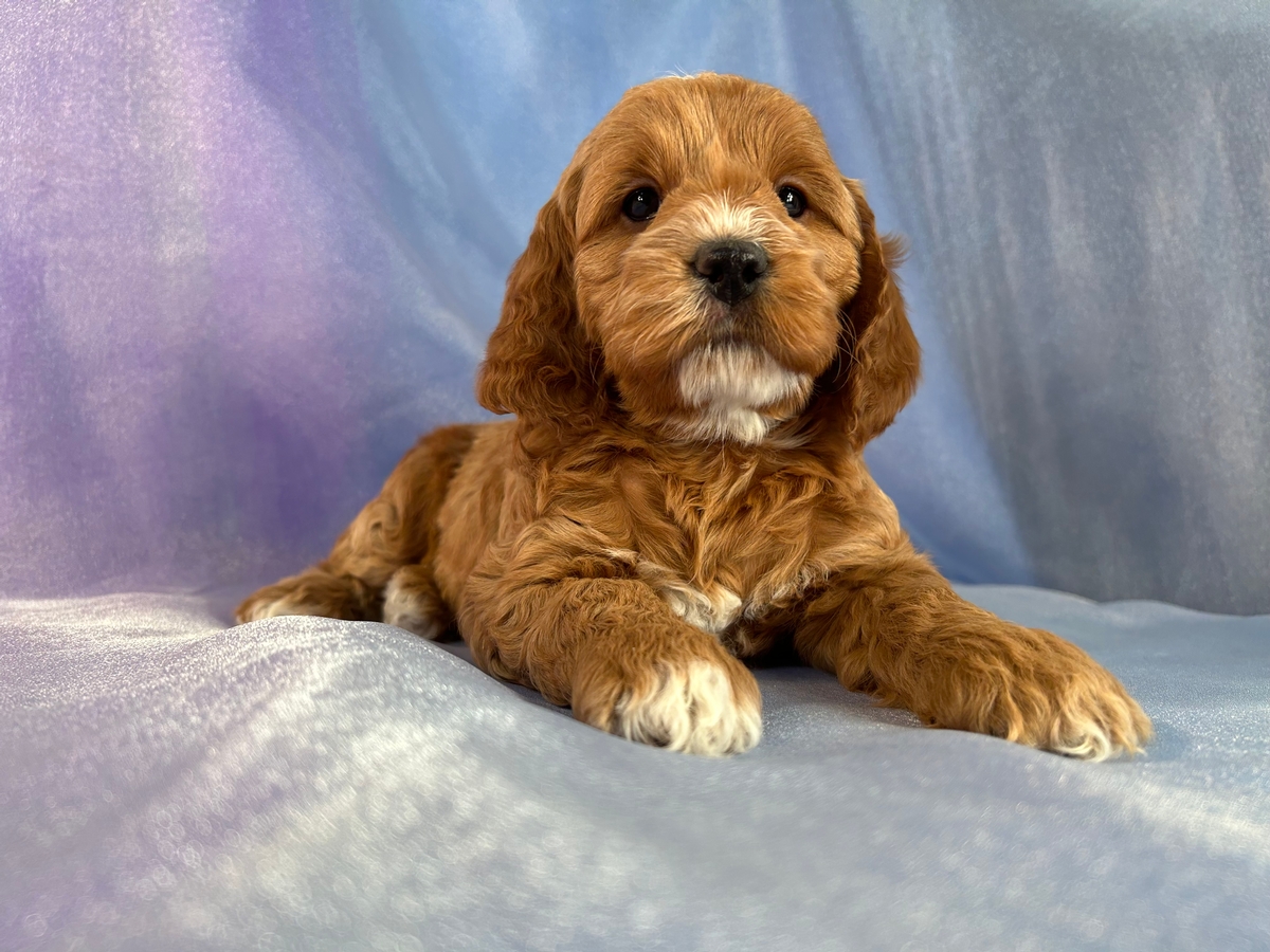 Dark Red F1 Cockapoo Puppies for Sale, Iowa Breeders