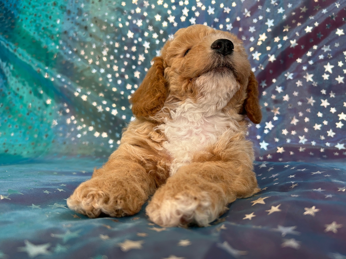 Bichon Poodle, Apricot with White Markings, Iowa, Minnesota, and Illinois