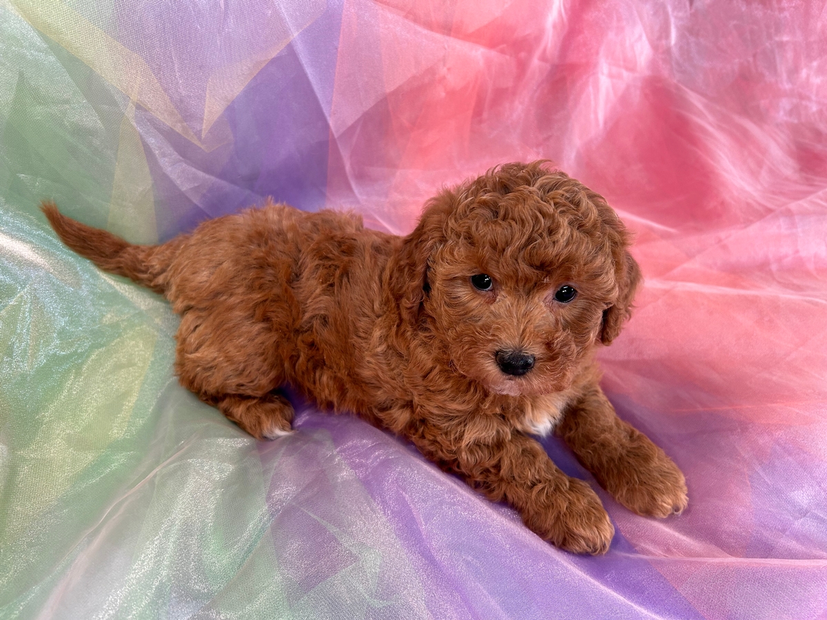 Poodle Bichon Puppies, Iowa Breeders, Dark Reds!