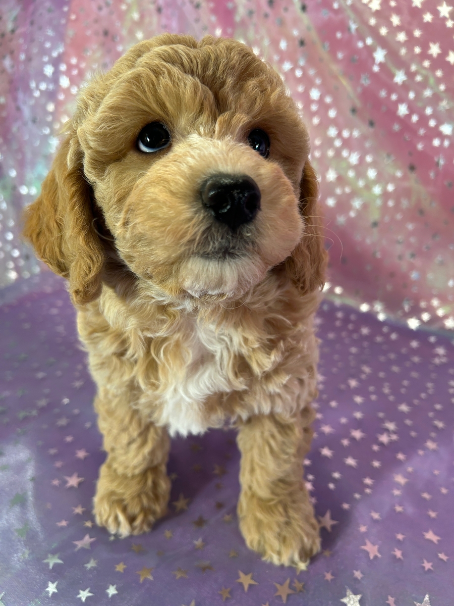 Female Bichon Poodle, Ready Now, Iowa and Minnesota Breeder