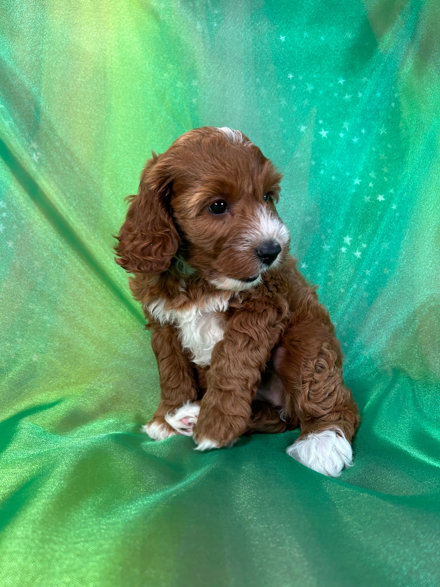 Iowa and Minnesota Cockapoo Pups, Dark Red with White Markings