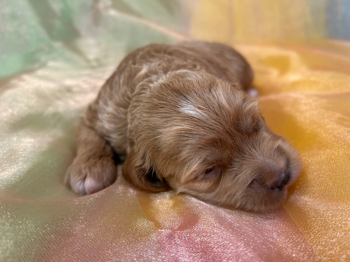 Buff and White Cockapoo Females Available Now!