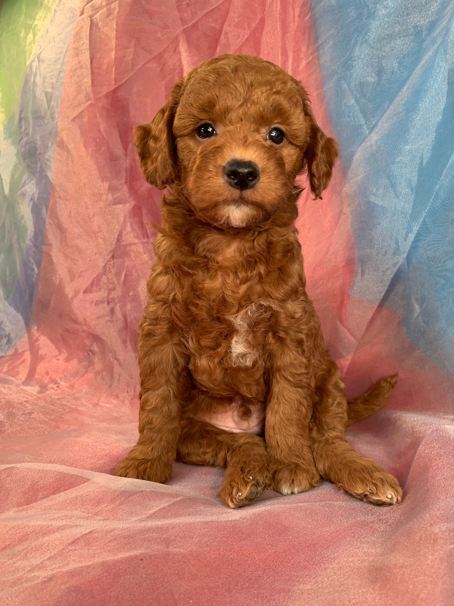 F1b Miniature Goldendoodles for Sale, Dark Red Puppies!