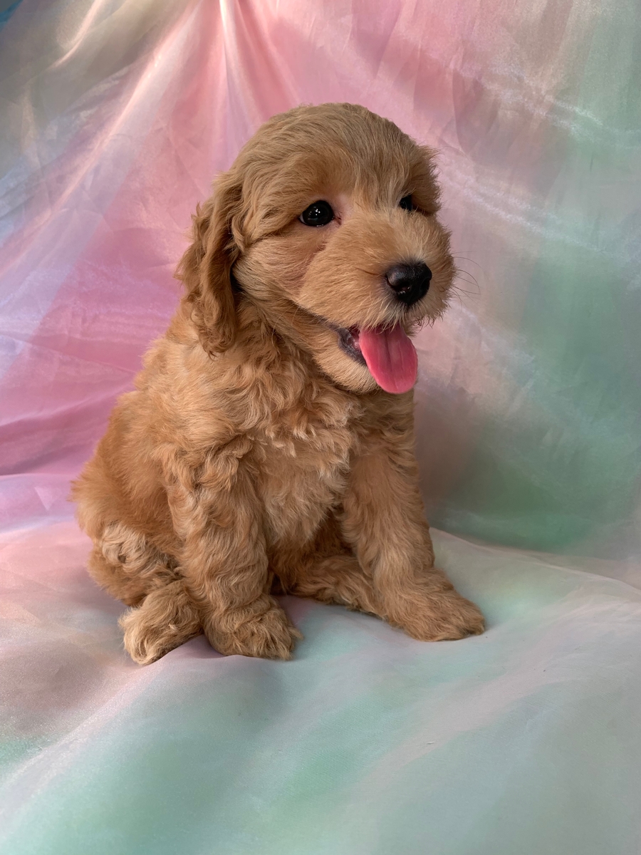 Red Miniature Schnoodle Puppies for Sale in Iowa