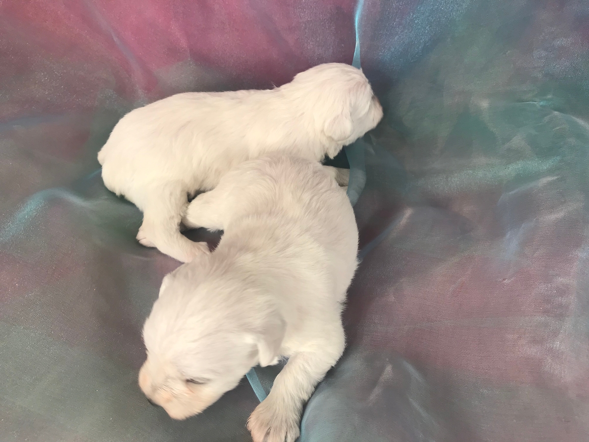 Iowa's Top Breeder Breeds All White Miniature Schnoodles!