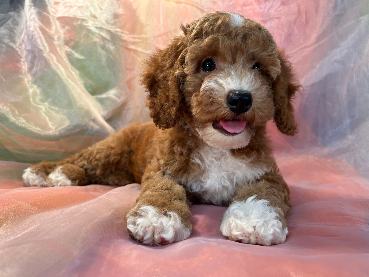 Iowa and Minnesota! Cockapoo Puppies Ready Now!