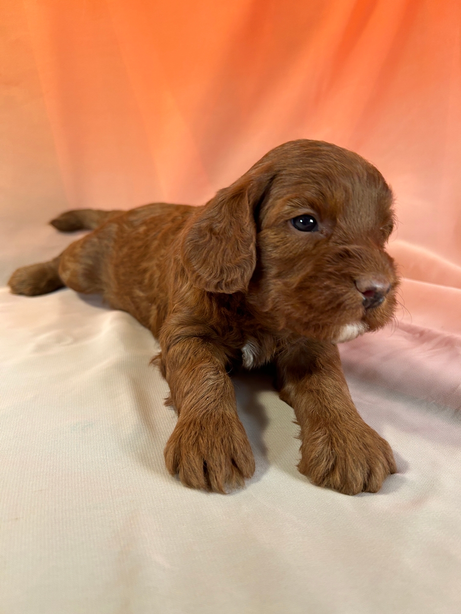 Very Red Miniature Bernedoodles Available Soon!