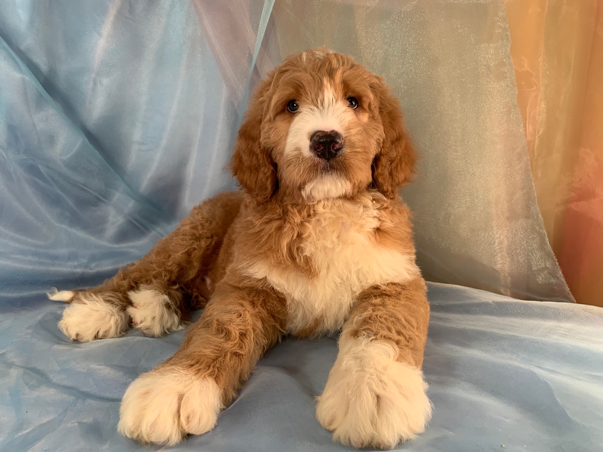 Bernedoodle For Sale Iowa at Charlotte Mcgowan blog