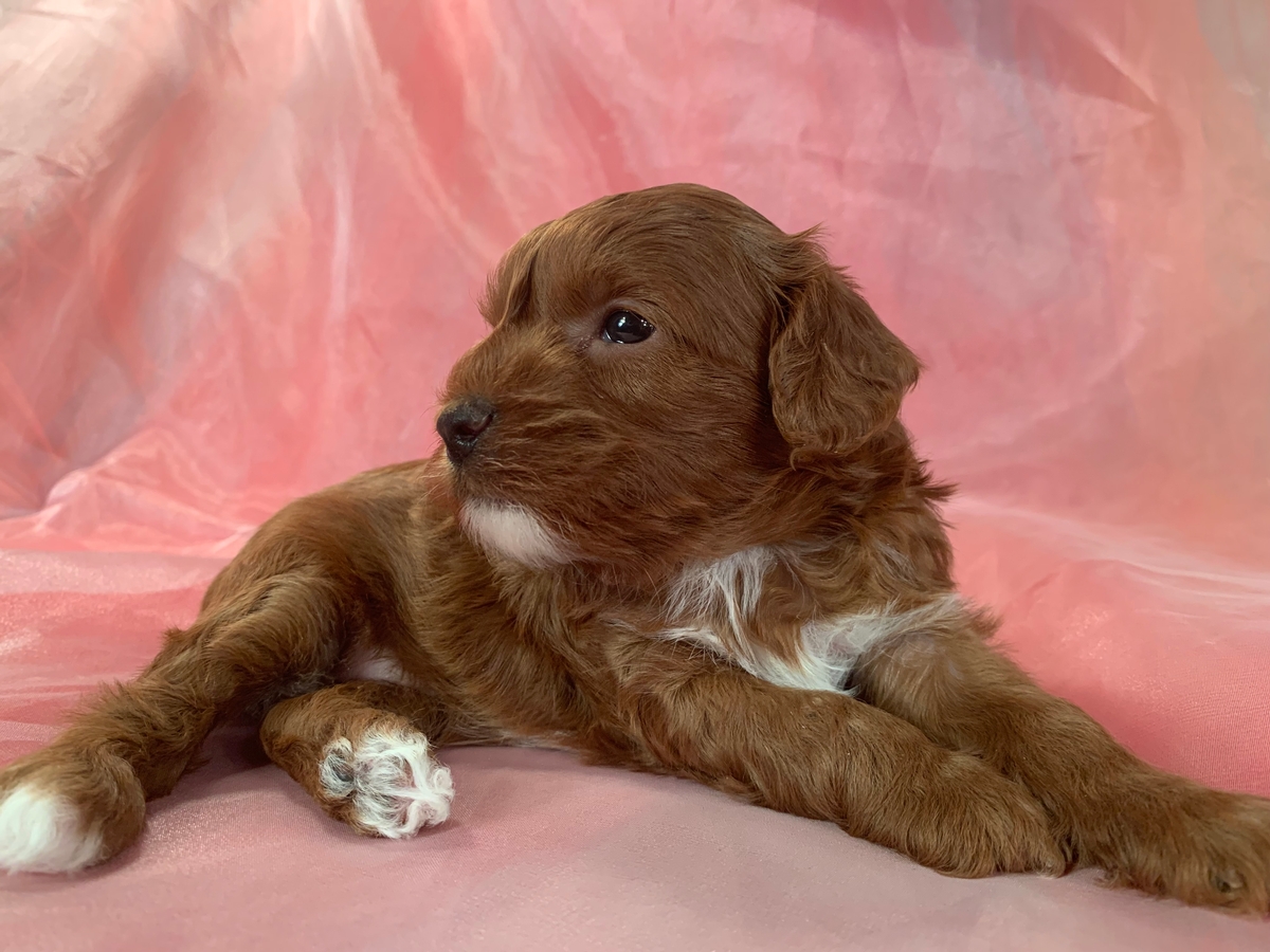 Dark Red and White Mini Bernedoodles for sale, F1b, Available and Ready ...