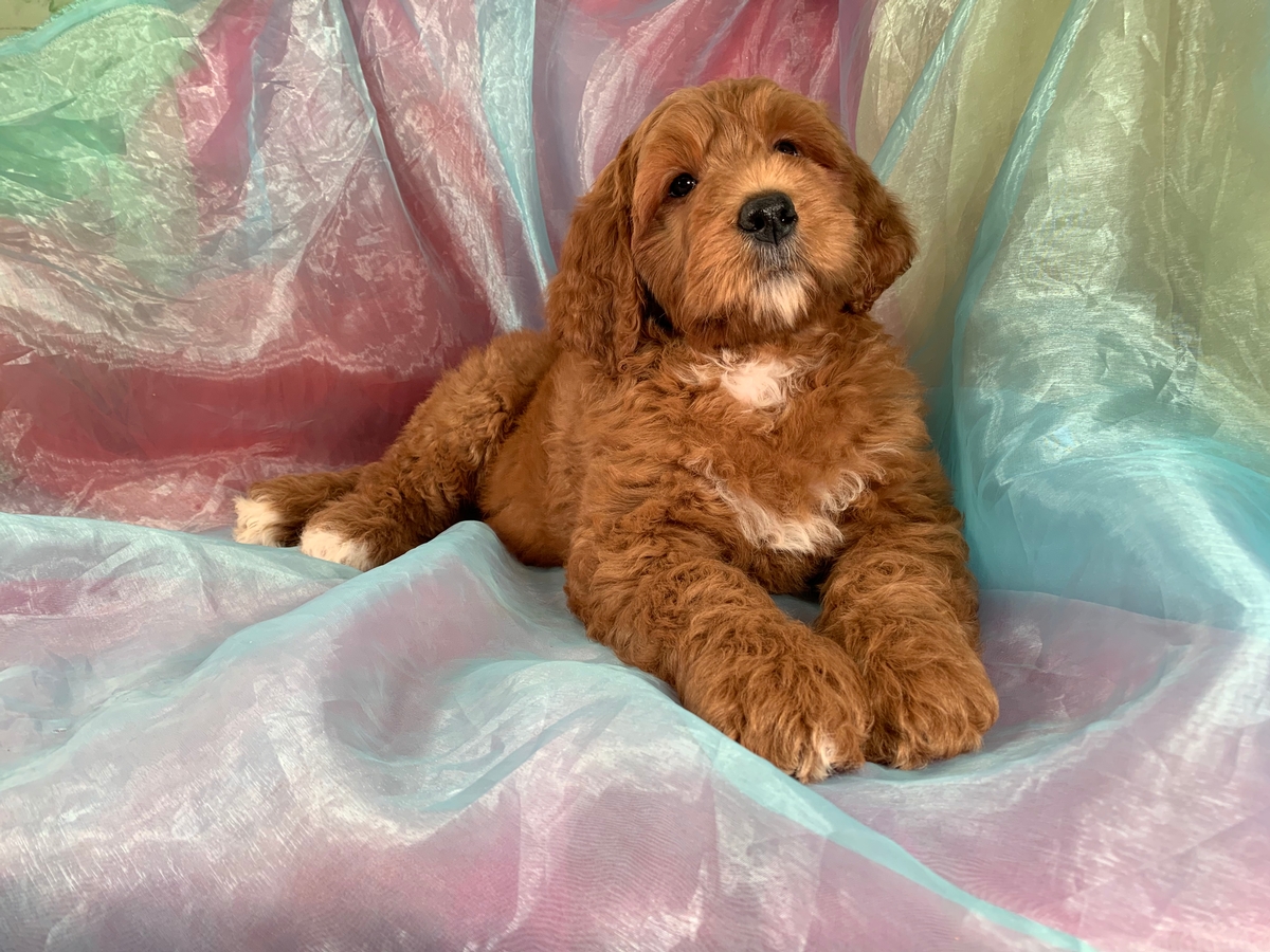 Dark Red Female Bernedoodle Pup, Iowa, Minnesota, Illinois