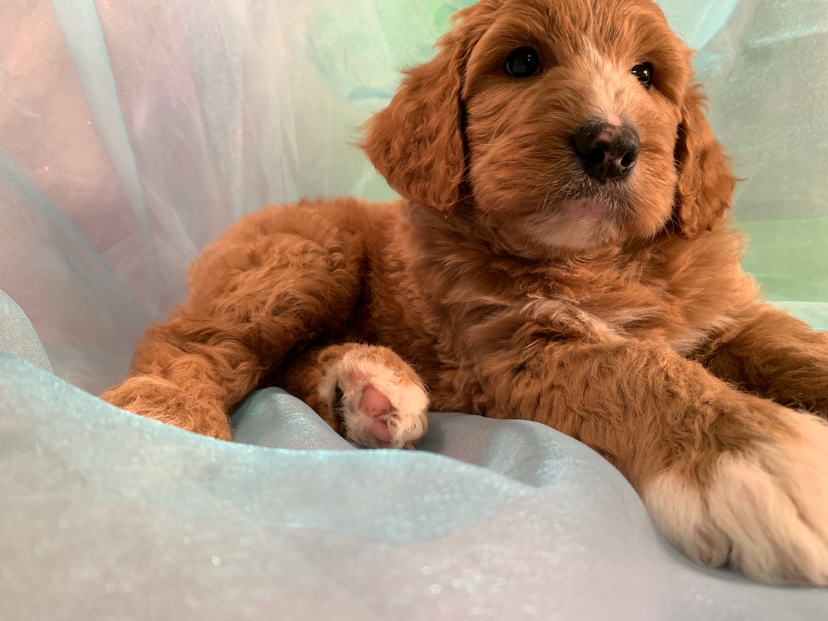 Bernedoodles for Sale in Iowa, Rare Colors, Reds, Creams, Parti-colors