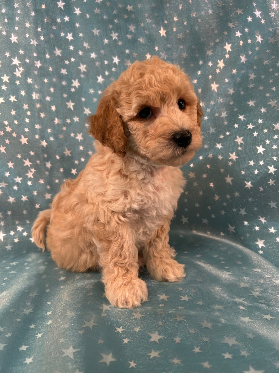 Iowa Minnesota and Wisconsin's Top Bichon Poodle Breeder