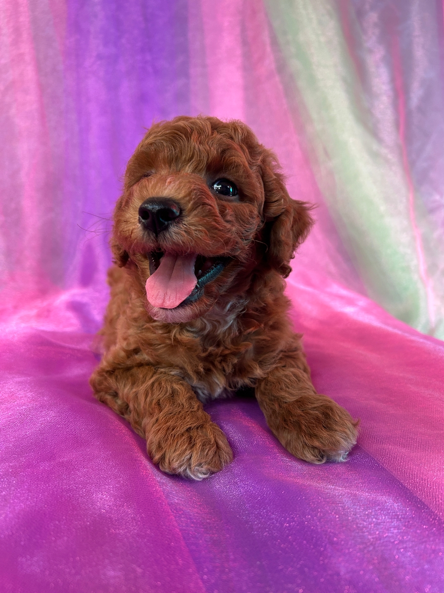 Iowa and Minnesota Top Schnoodle Breeder, Dark Red Puppies