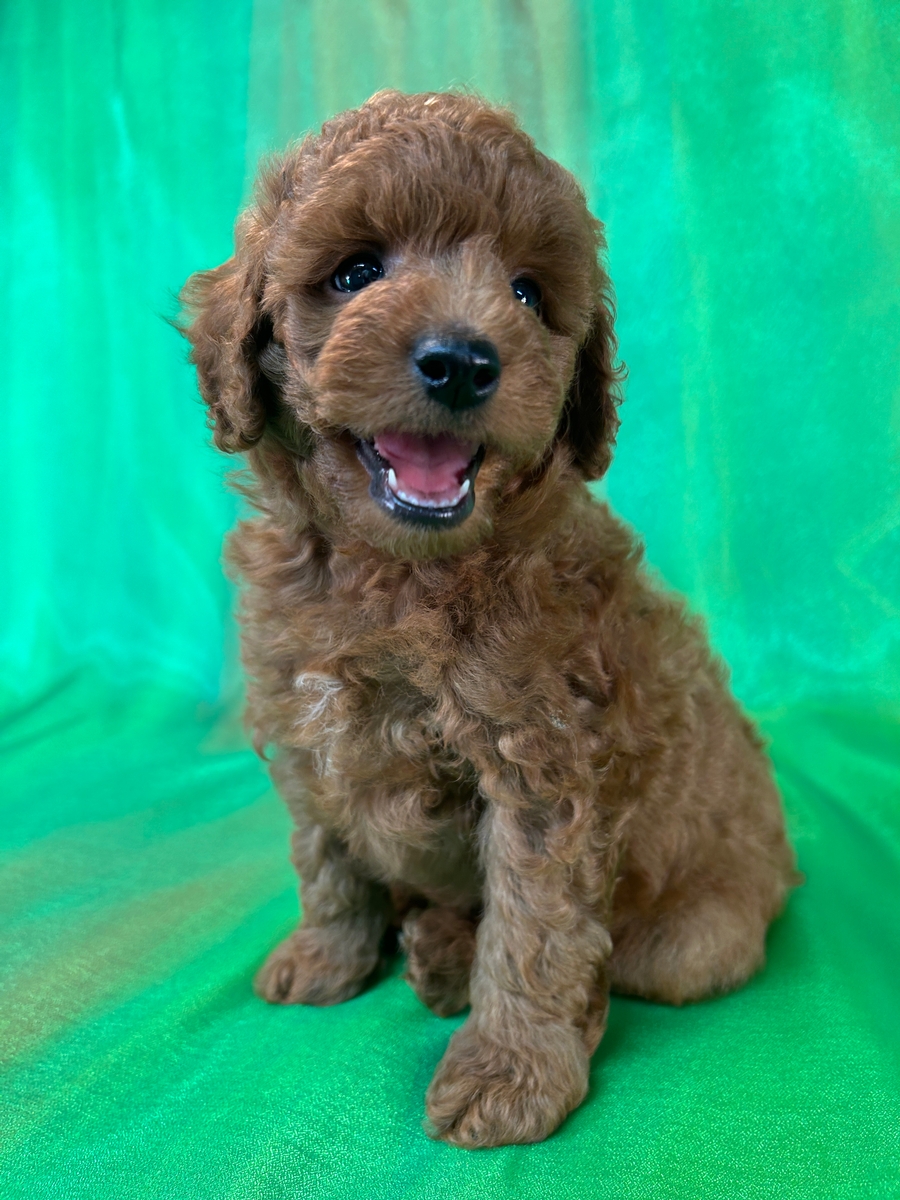 Wisconsin, Iowa, Minnesota, Red Mini Bernedoodle Litter Ready!
