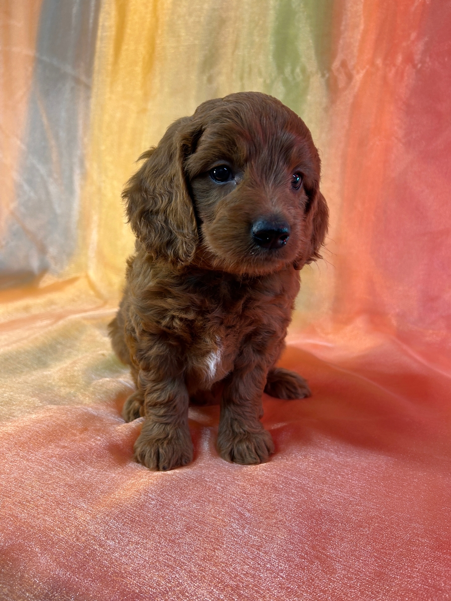 Dark Red Miniature Goldendoodles Ready Now!