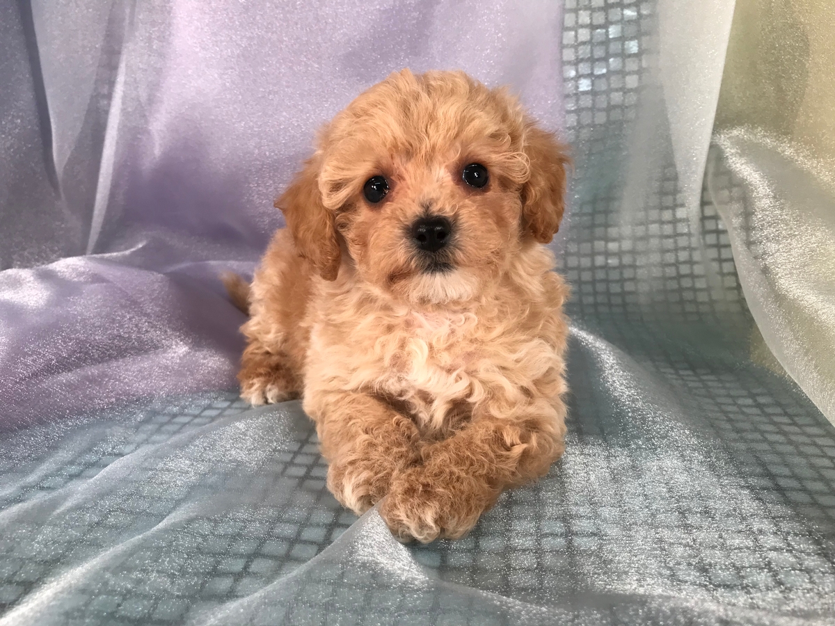 Professional Poodle Bichon Mix Breeder