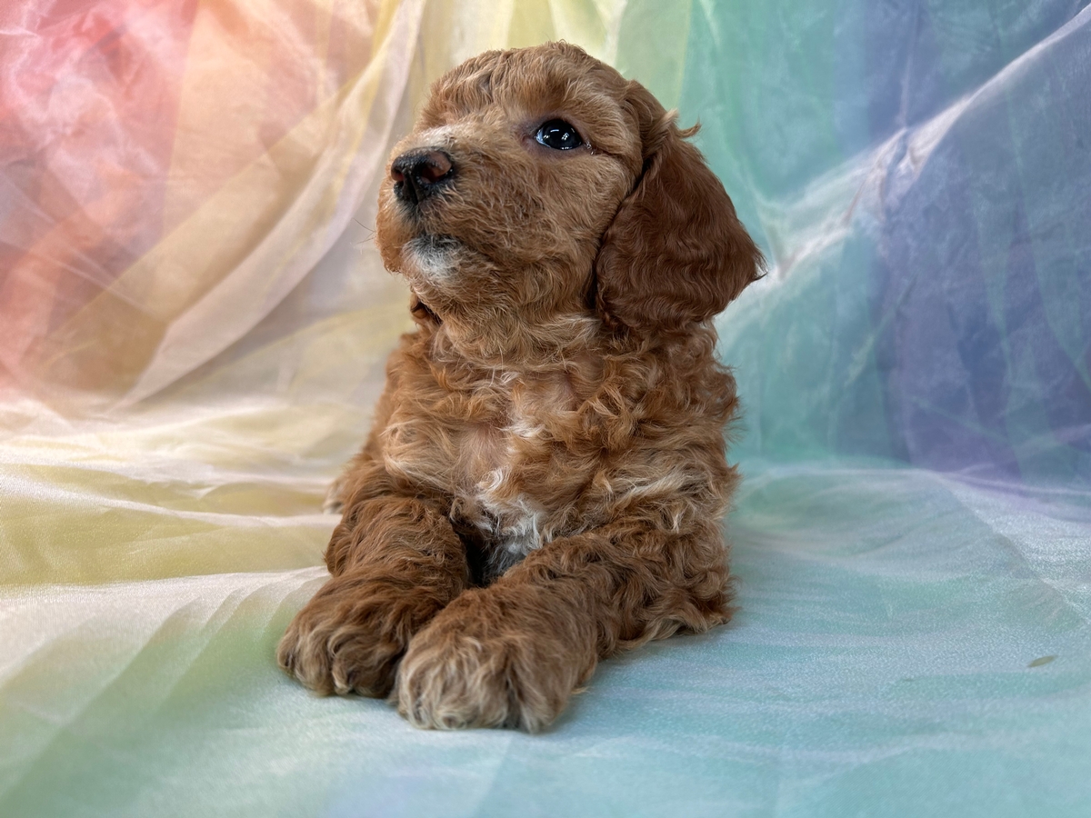 Bichon Poodle Puppies for Sale in Iowa!