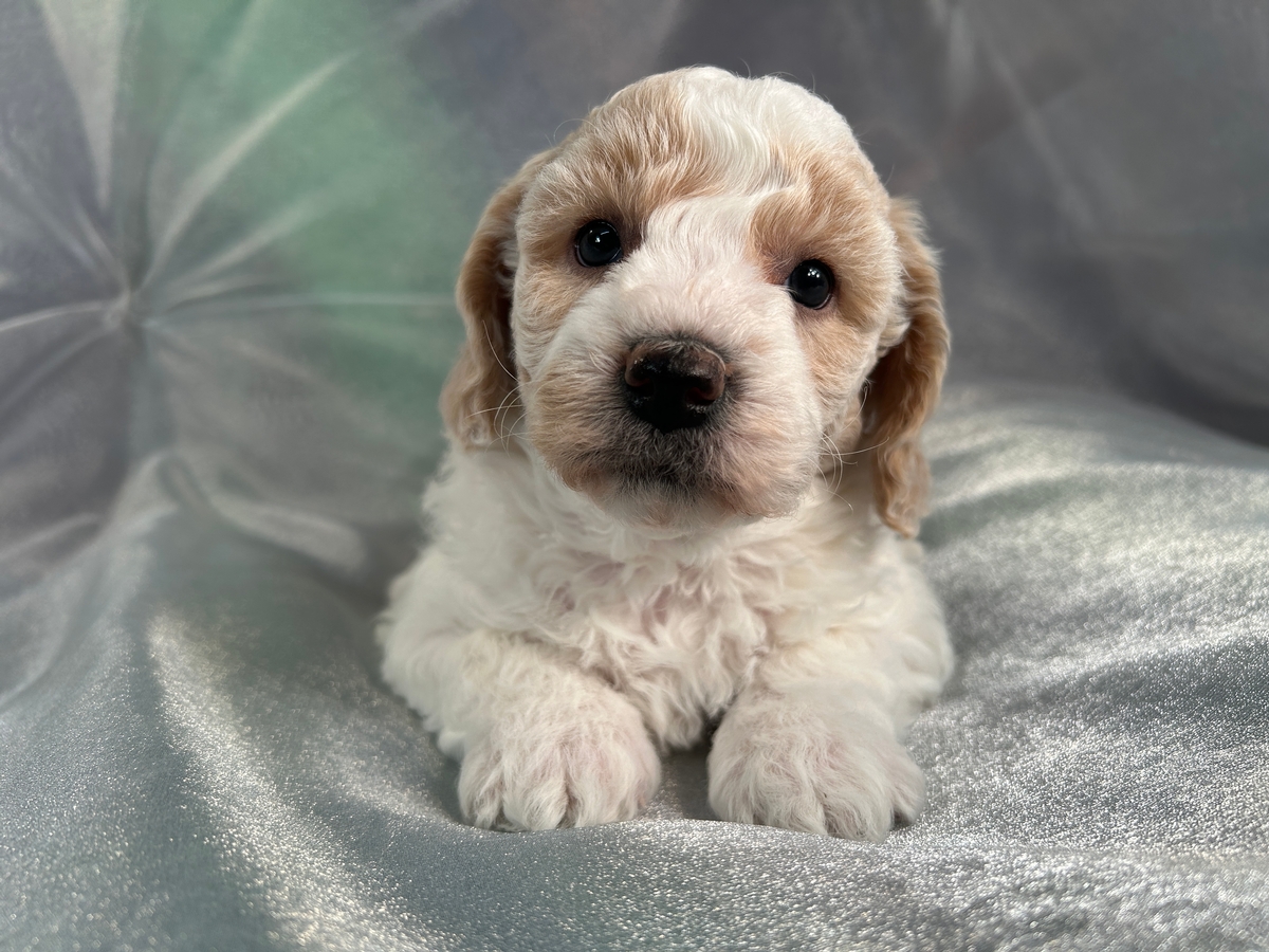 Professionally Bred Bichon Poodles, Iowa and Minnesota