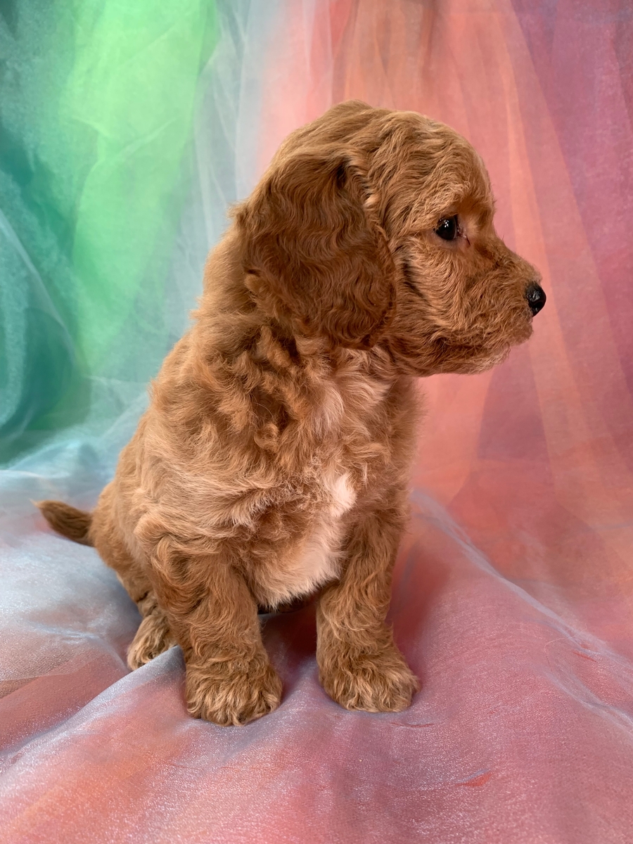 Bichon Poodle Puppies, Iowa Breeders, Puppies Available Now!