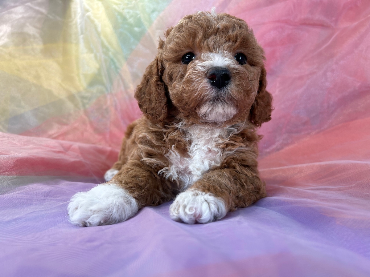 Iowa Breeders with Bichon Poodle Puppies for Sale