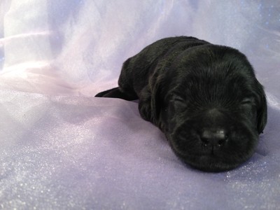 Black Female Bichon Poo for sale|Iowa Puppies by an Iowa Breeder ...