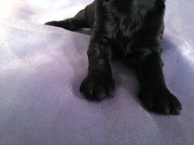 Black Female Bichon Poo for sale|Iowa Puppies by an Iowa Breeder ...