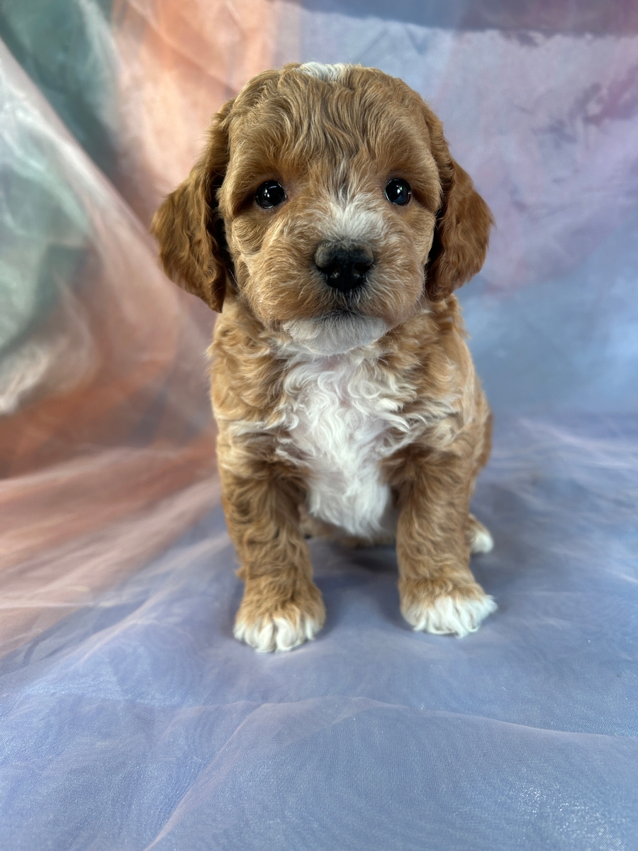 Bichon Poodle Puppies