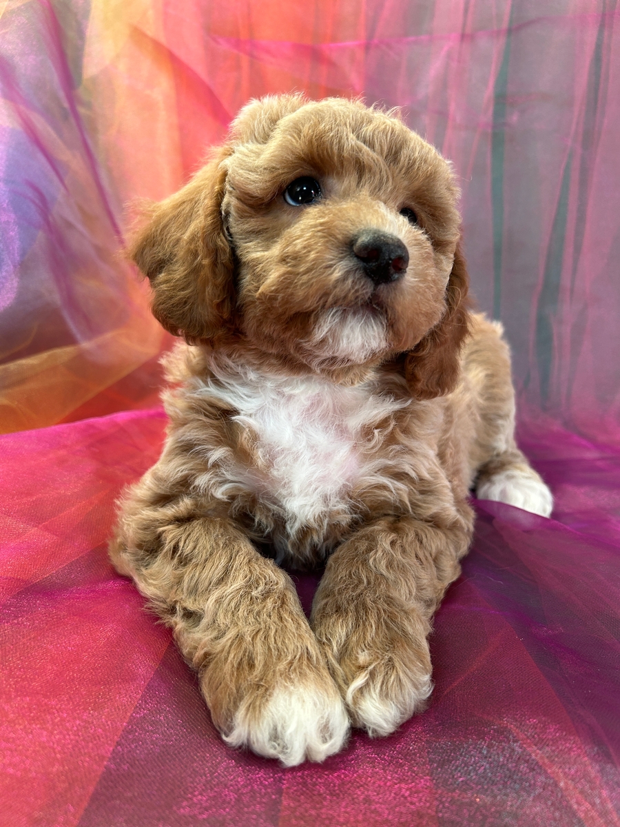 Professionally Bred Bichon Poodle Litter!