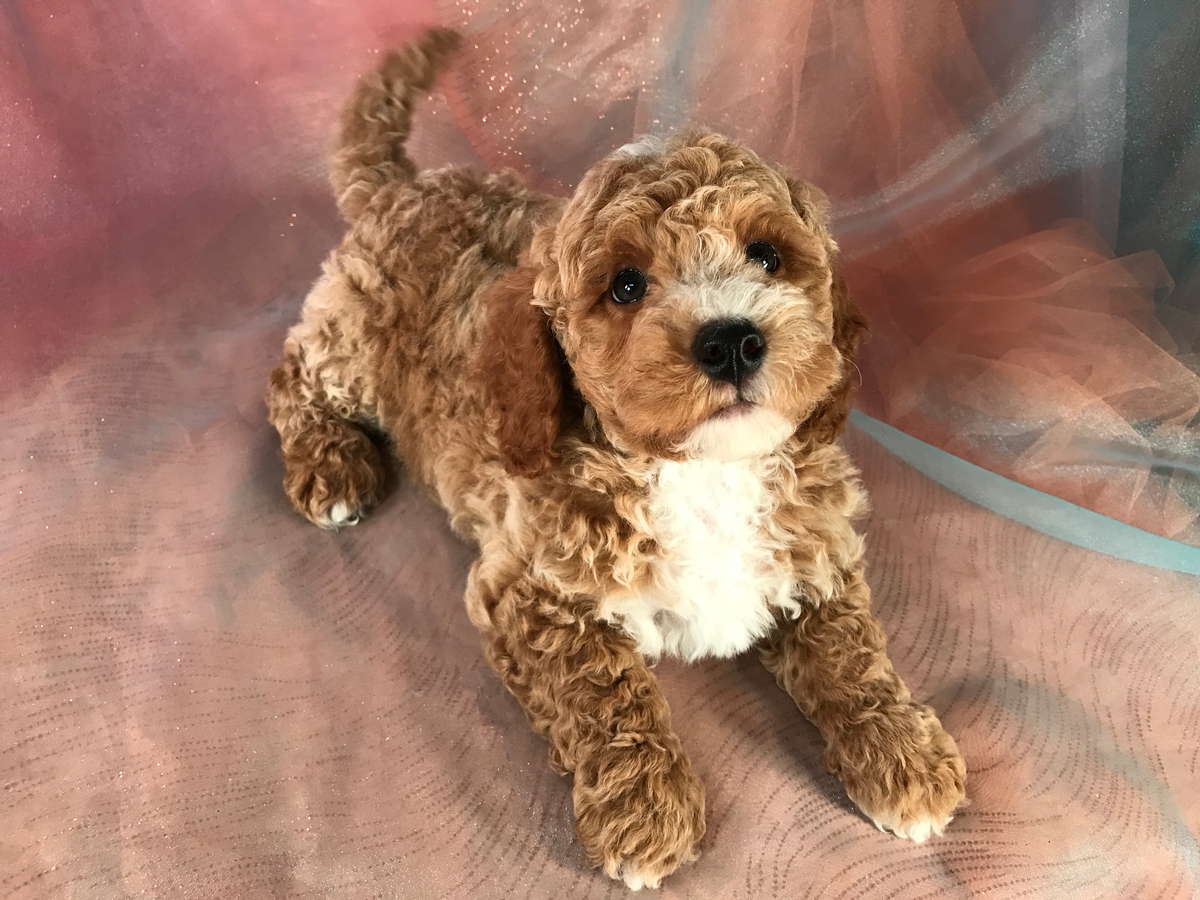 Bichon Poodle Puppies for Sale, Iowa, Illinois, Minnesota