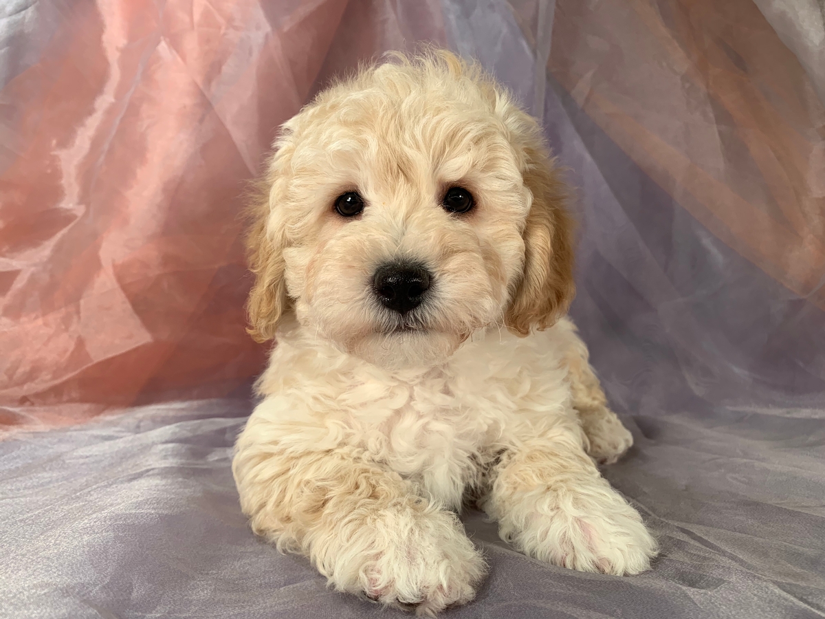 Bichon Poo, Poodle Bichon, Poochon, Bichon Poodle Mix, IL,IA, MN, Ready ...