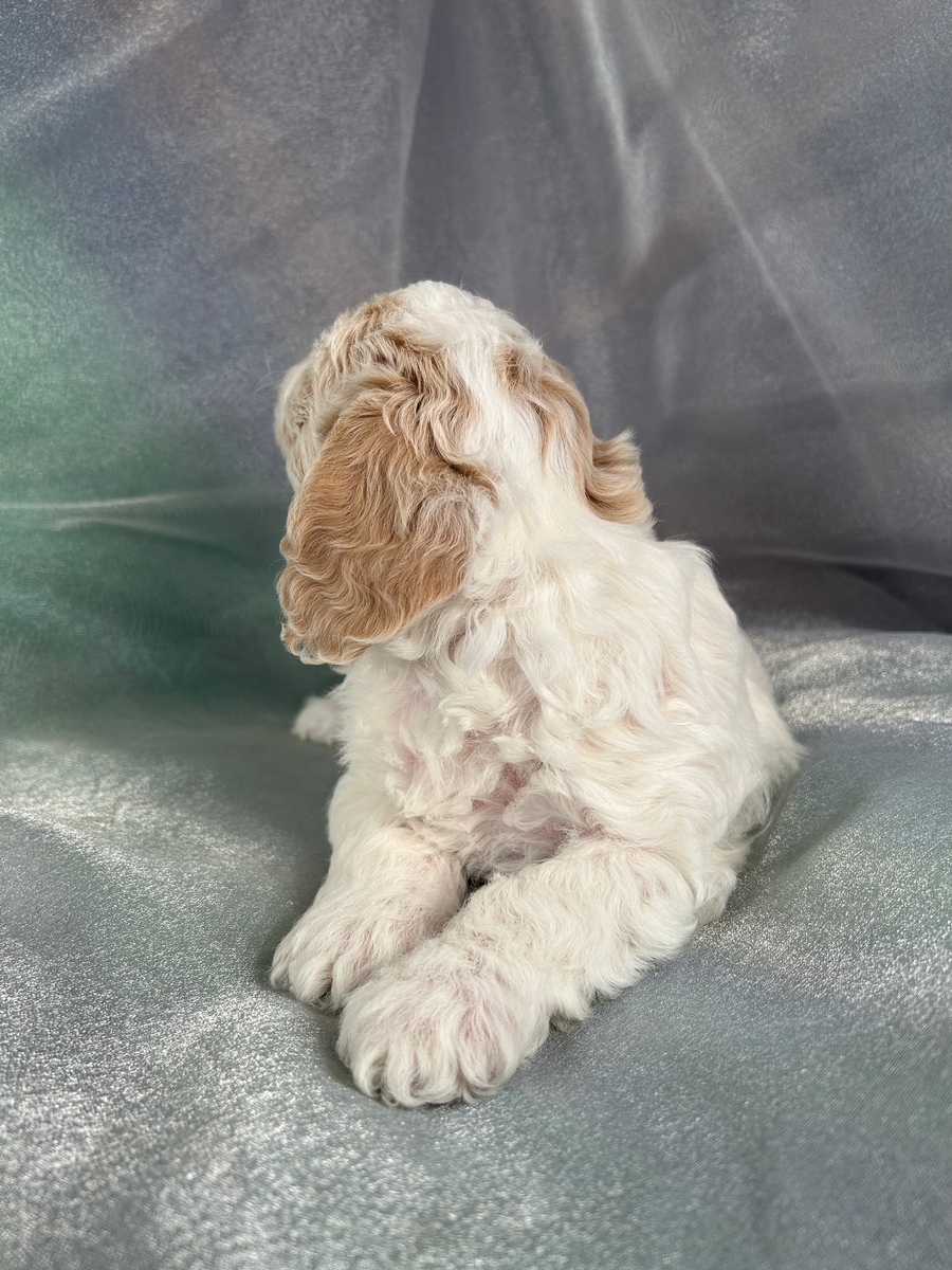 Professionally Bred Bichon Poodles, Iowa and Minnesota