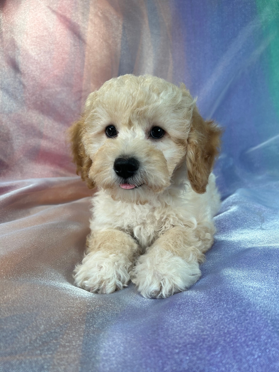 Bichon Poodles Puppies for Sale | Bichon Poodle Breeder in Iowa
