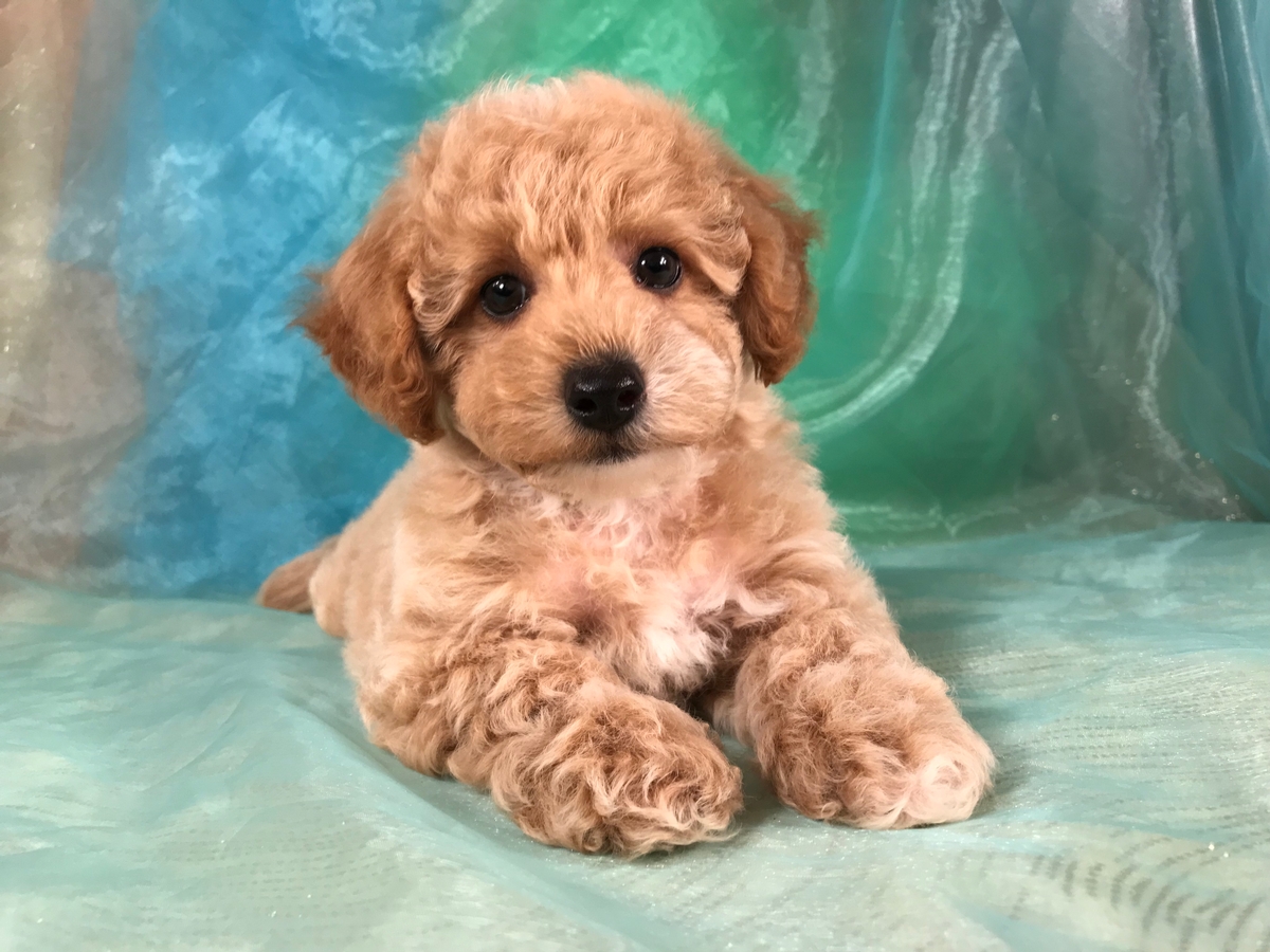 Minnesota and Illinois! Try Iowa's Top Dog Breeder-Bichon Poodles Ready