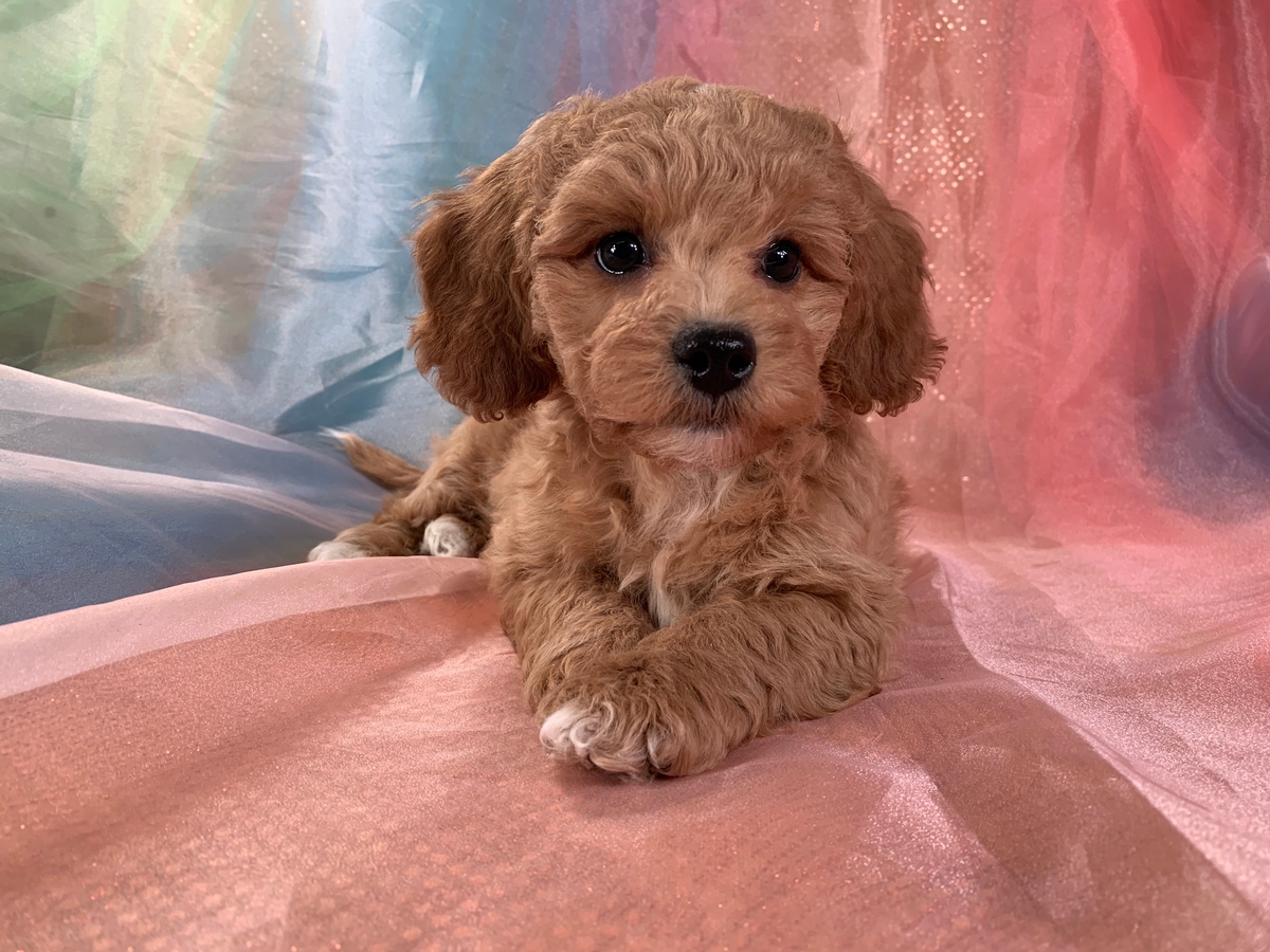 Bichon Poodle Puppies Available, Iowa Breeders