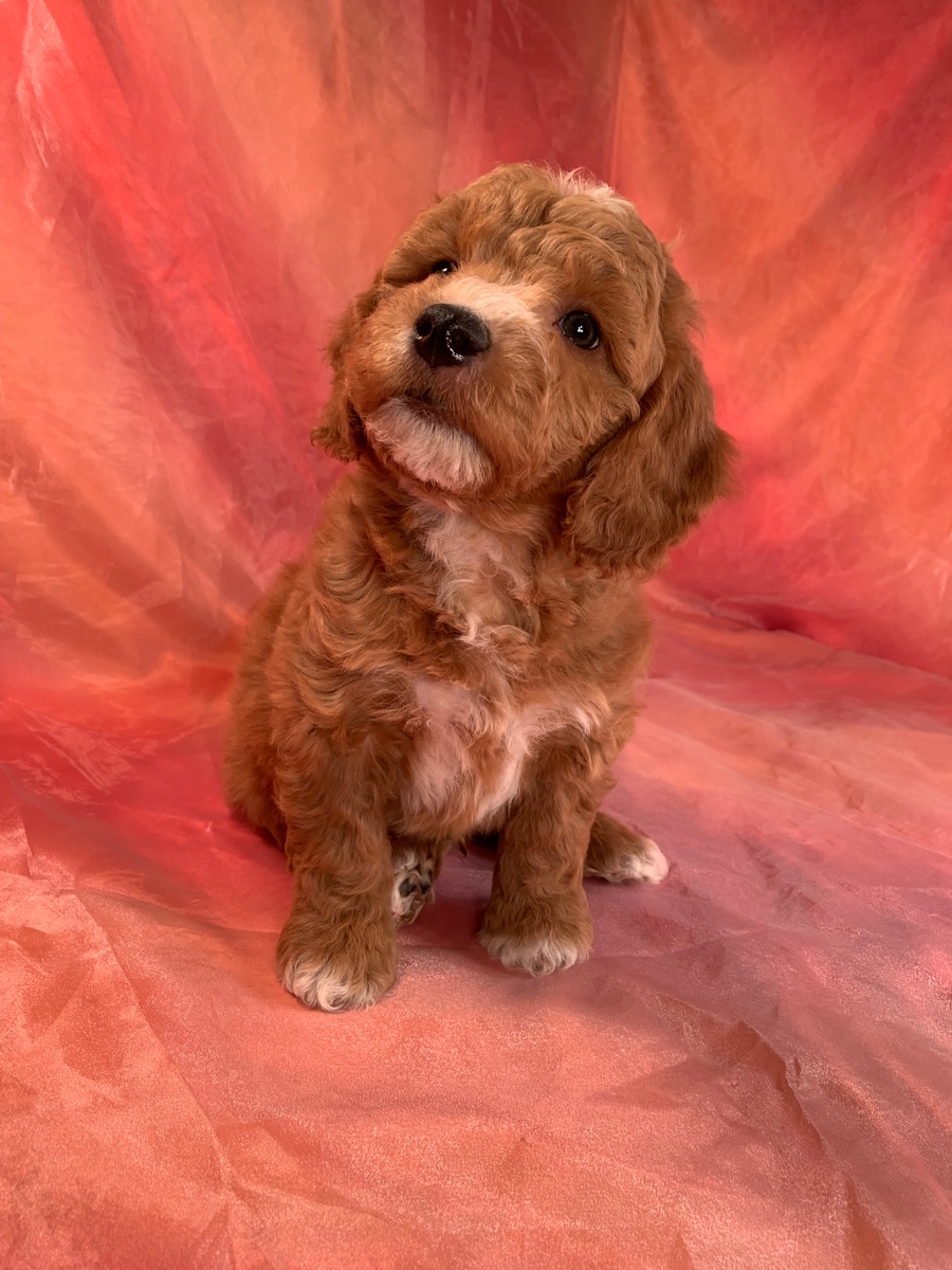 Dark Red Puppies for Sale in Iowa, F1b Bichon Poodle, $1200