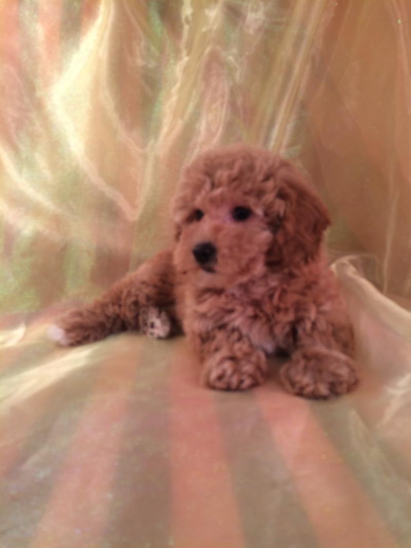 Ready Now! Bichon Poodles! Reds.