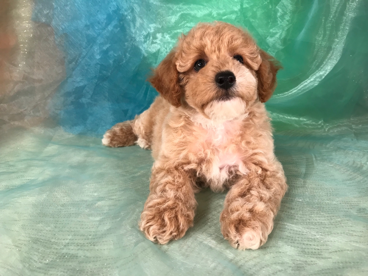 Minnesota and Illinois! Try Iowa's Top Dog Breeder-Bichon Poodles Ready