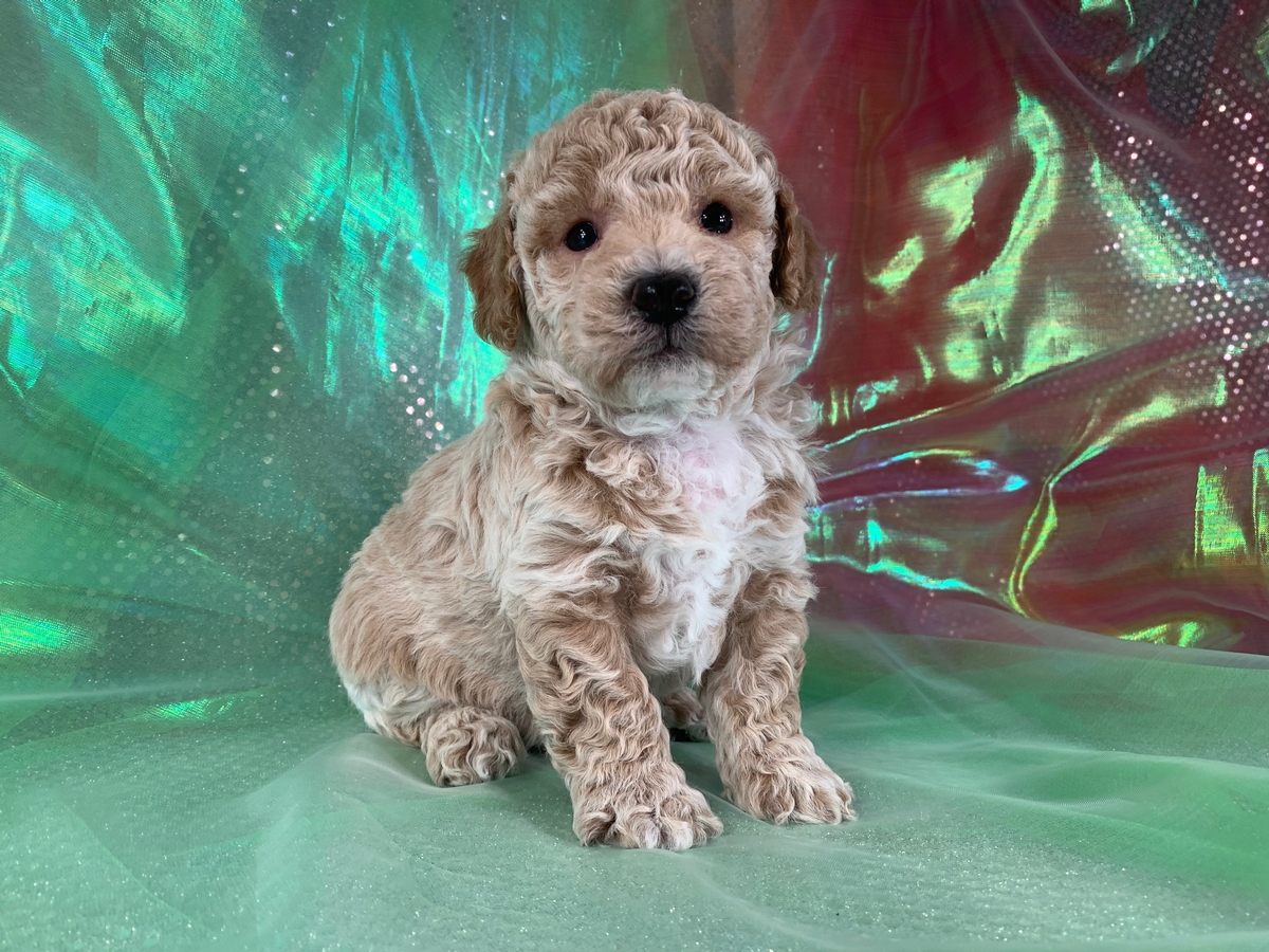 Bichon-poo Puppies for Sale, Iowa Breeders, Professionally Bred